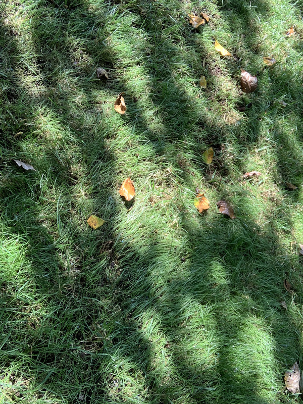 new grass falling down | Lawn Care Forum