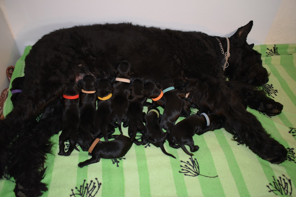 CSC 3666 — Postimages