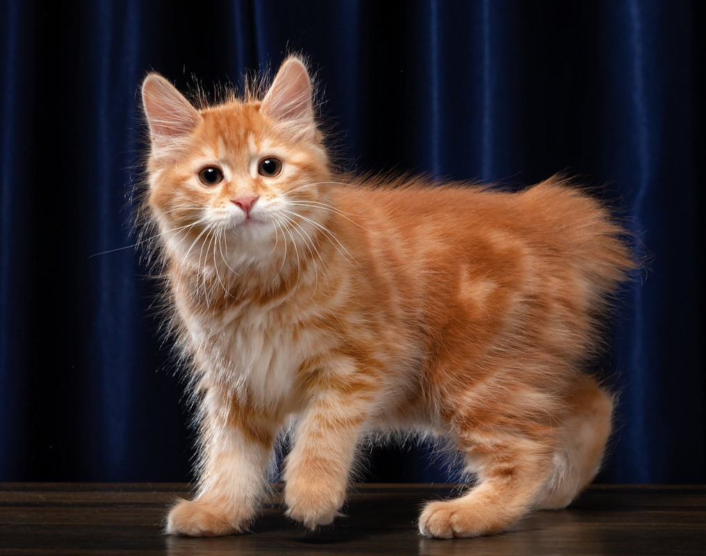 1653046124 50 krasivosti pro p koshki kurilskii bobteil krasivo foto 54 ...