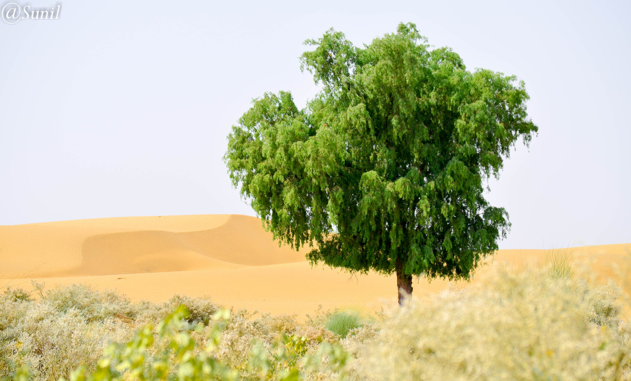 Drive to Munabao, the last Indian Railway Station on the rail link to ...