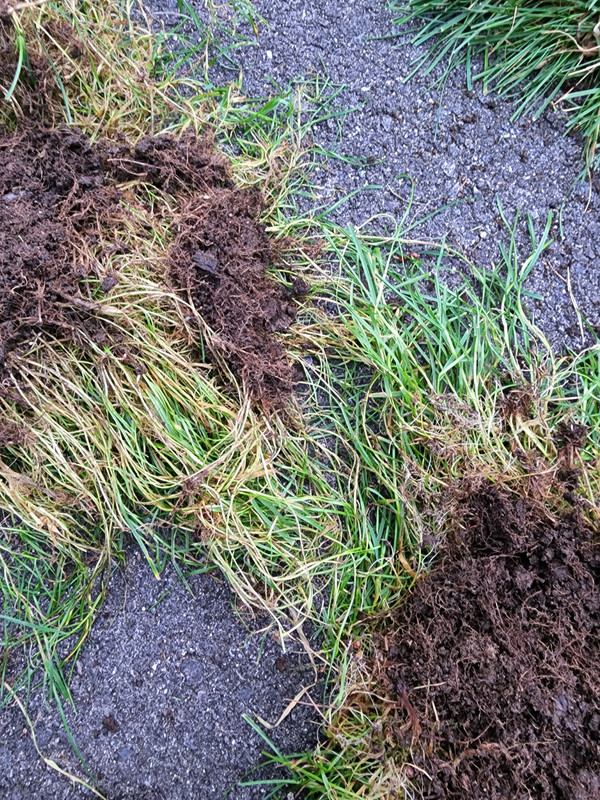Creeping Bentgrass Vs Poa Trivialis Lawn Care Forum