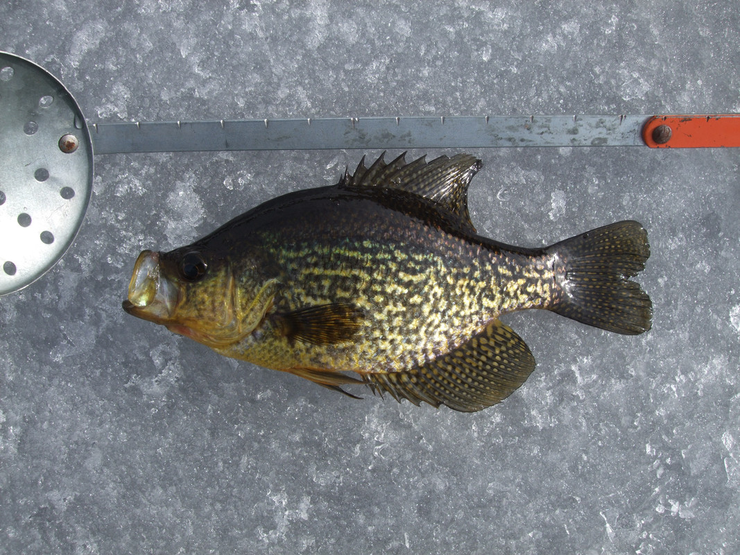 DSCF3102 — Postimages