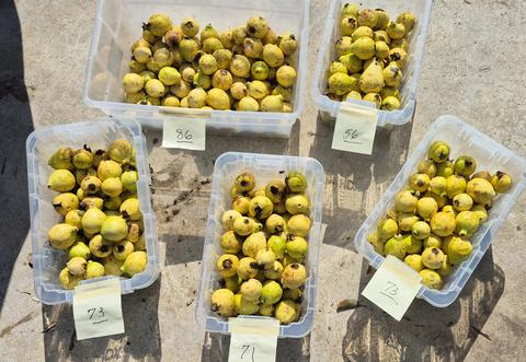 Taking Orders: Sylvia Guava Seeds-from fresh fruits