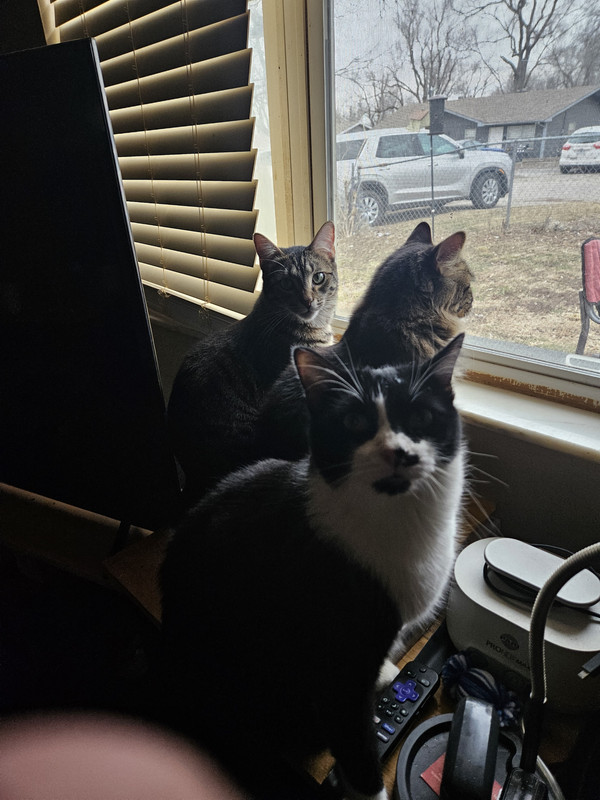 Are you a cat person ? > General Discussion > AR15.COM