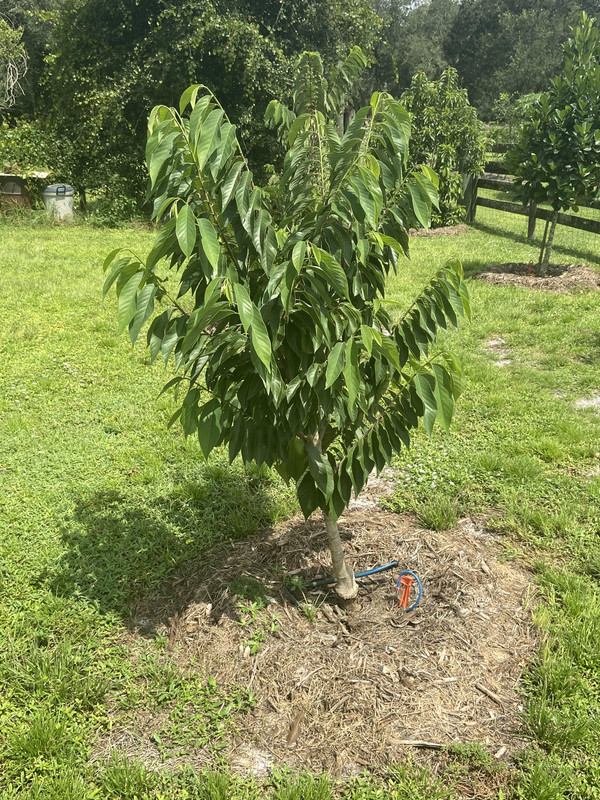 cherilata 8 31 21 — Postimages