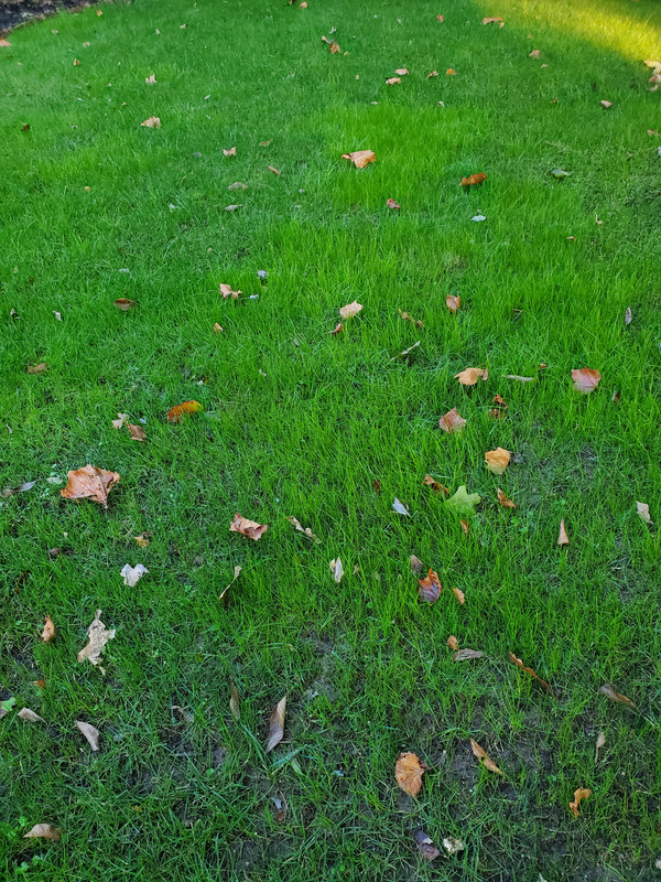 is this poa triv? can it be active at this time? | Lawn Care Forum