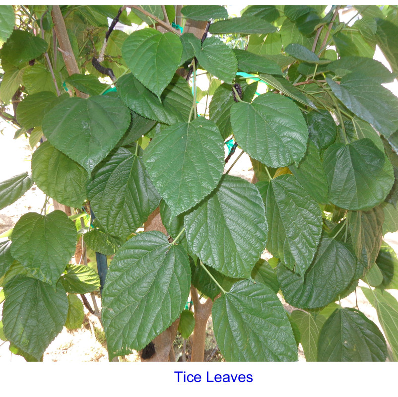 Purple Mulberry Identification help