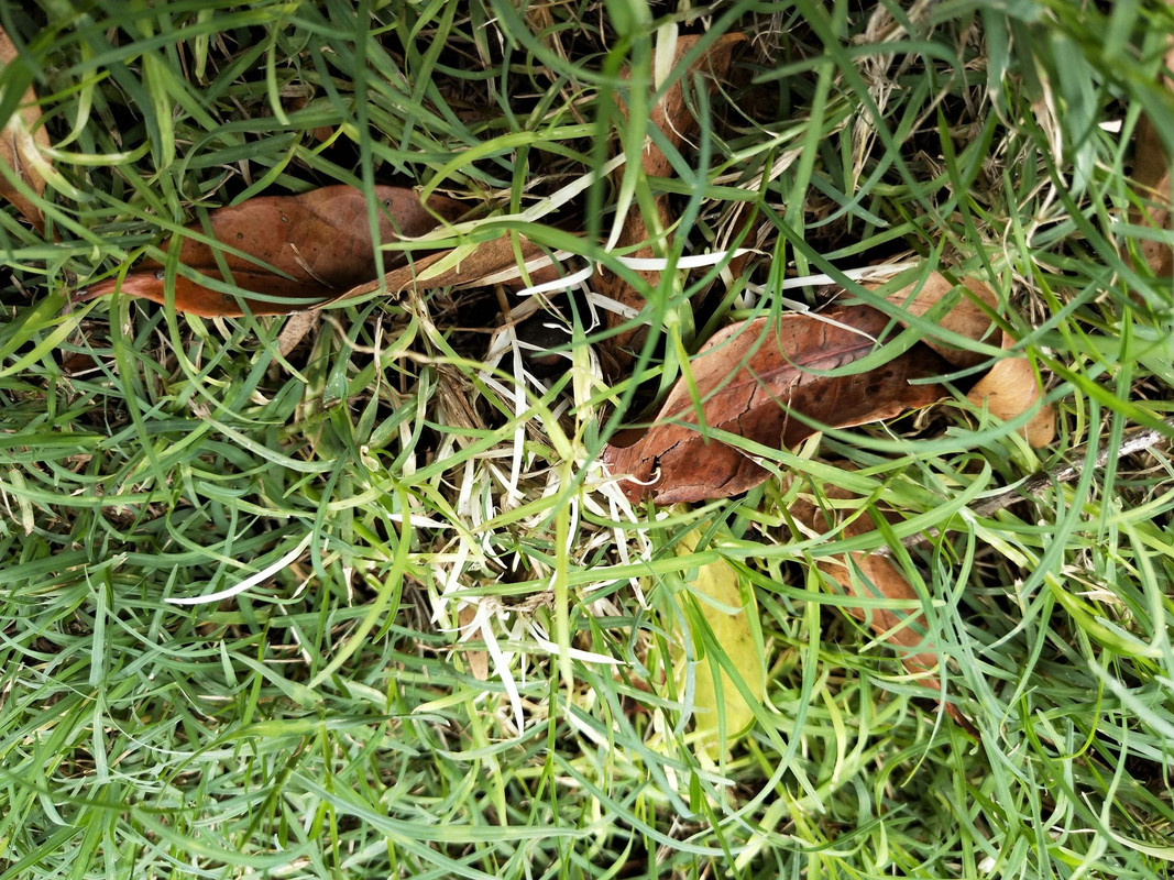 Small White patches appearing on lawn | Lawn Care Forum