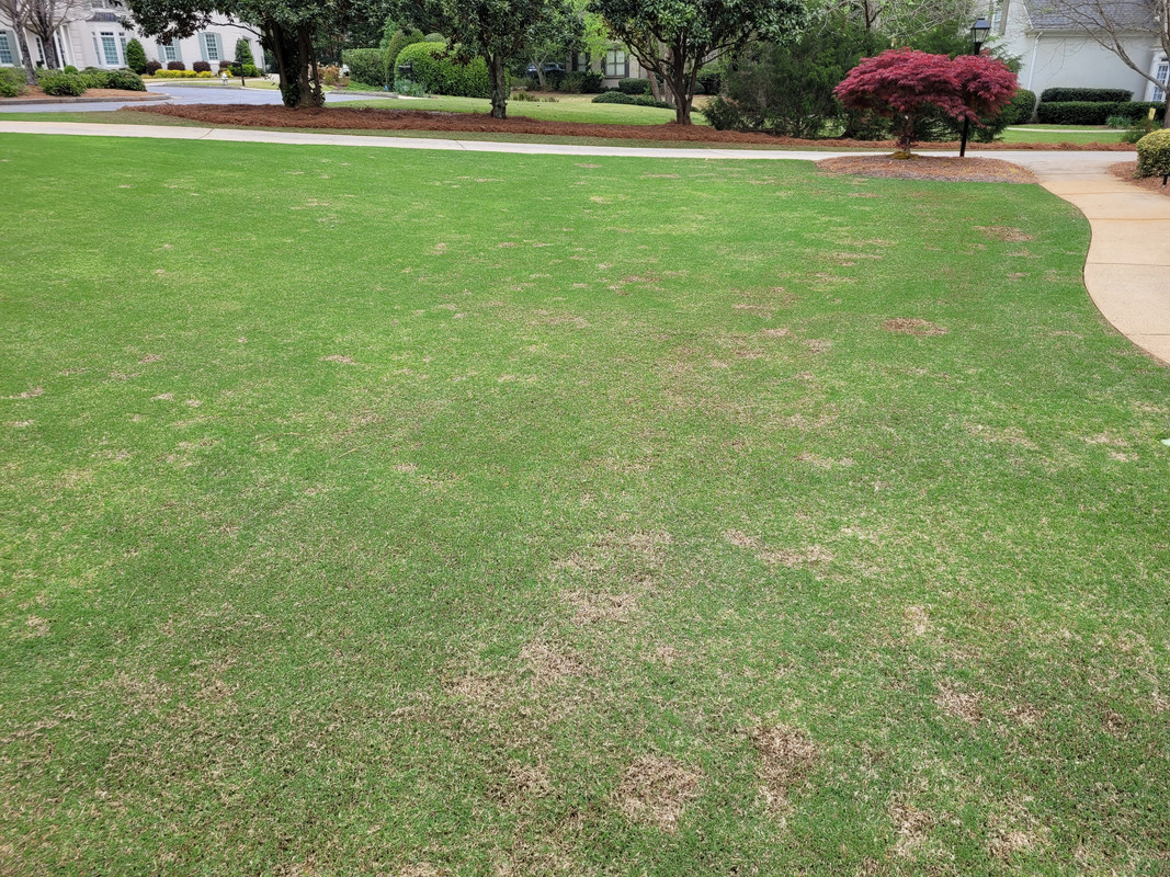 Spring Dead Spot? | Lawn Care Forum