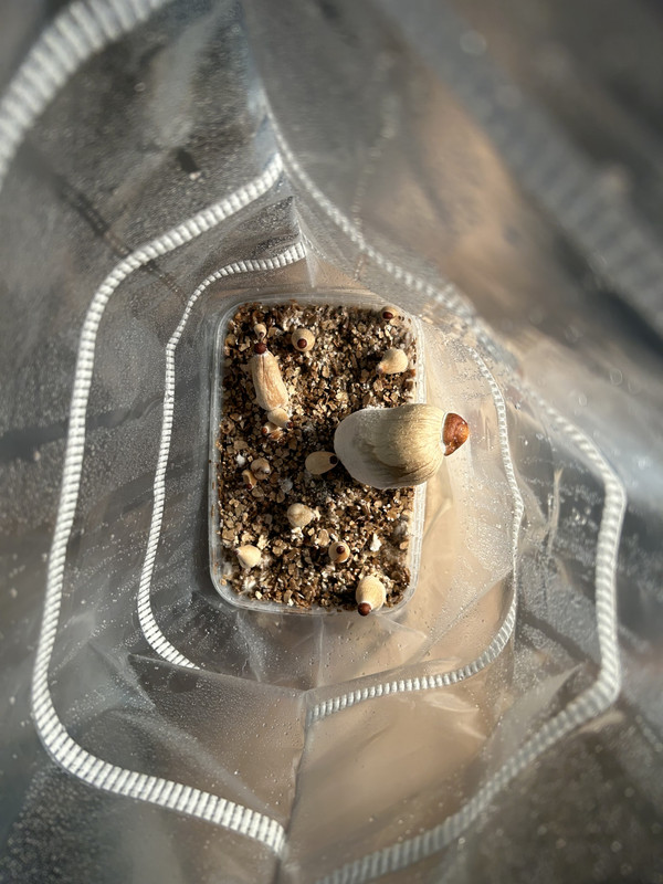 IMG 1449 — Postimages