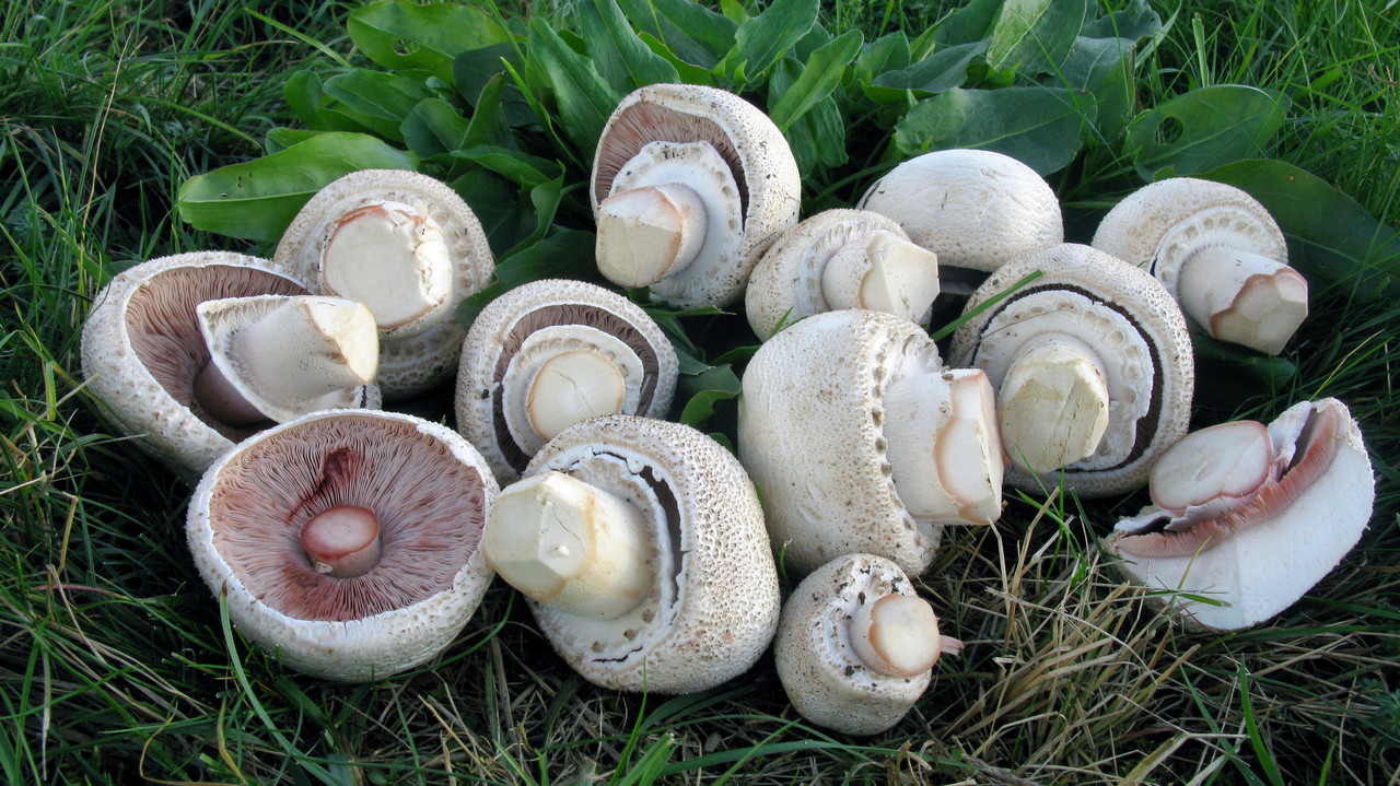 Agaricus macrosporus AWP 20211026 — Postimages