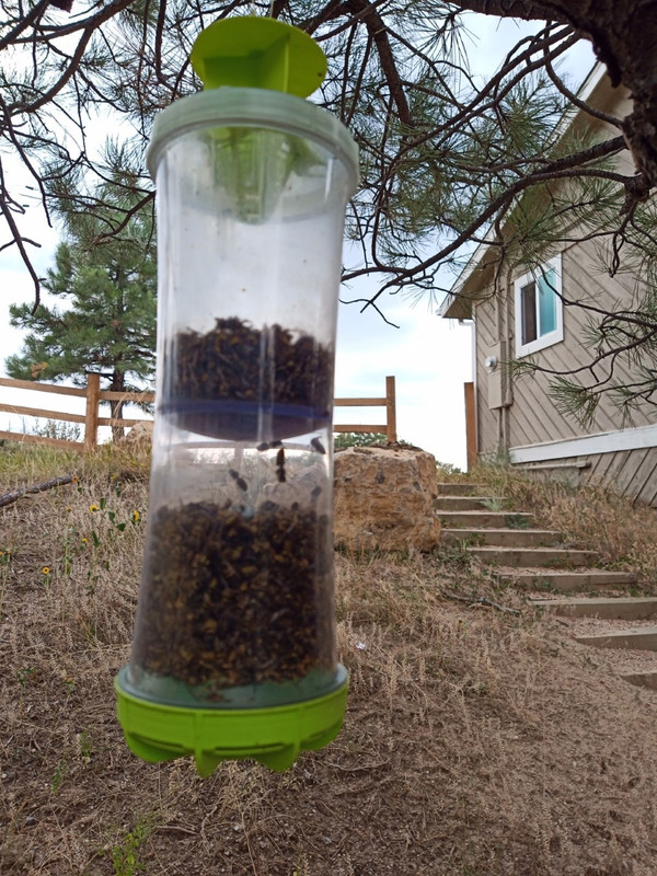 Yellow jackets in why trap — Postimages