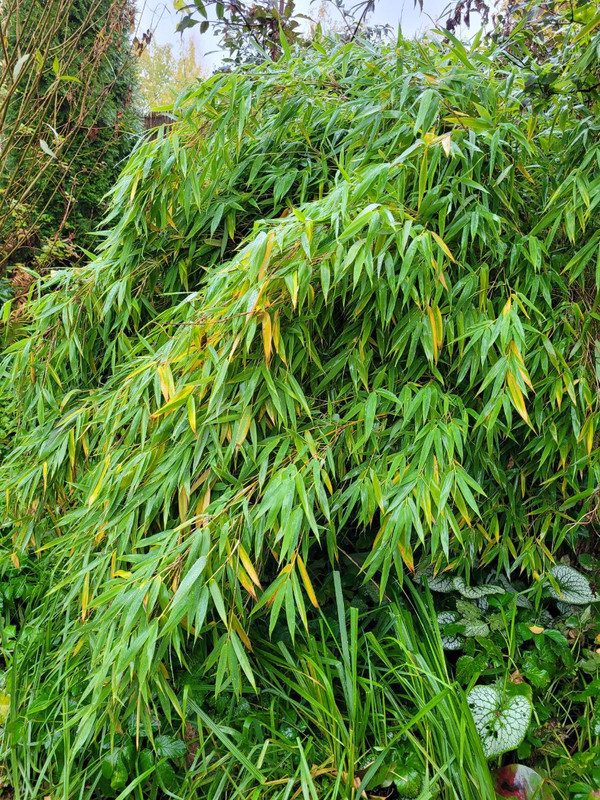 IMG 20250301 105619 268 — Postimages