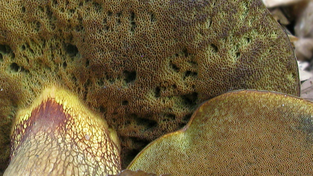 IMG 3564 F — Postimages