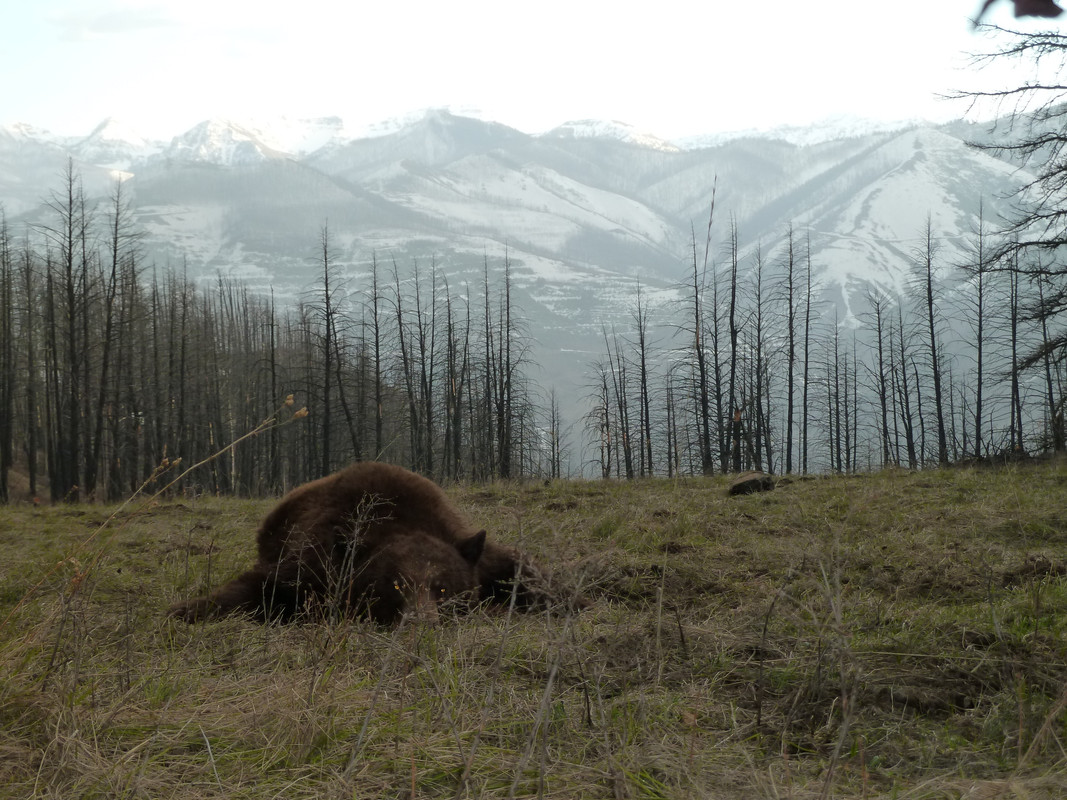 Meekma & De Vries Bear Hunt 2013 (68) — Postimages