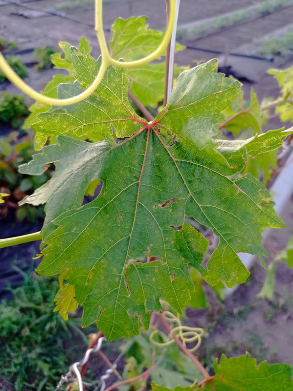 зображення viber 2024 07 02 07 46 19 376 — Postimages