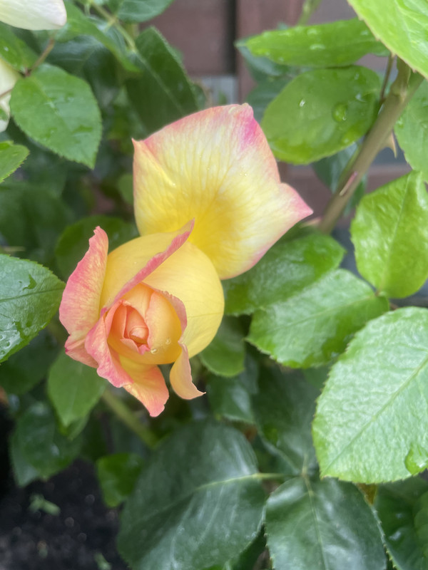 IMG 0104 — Postimages