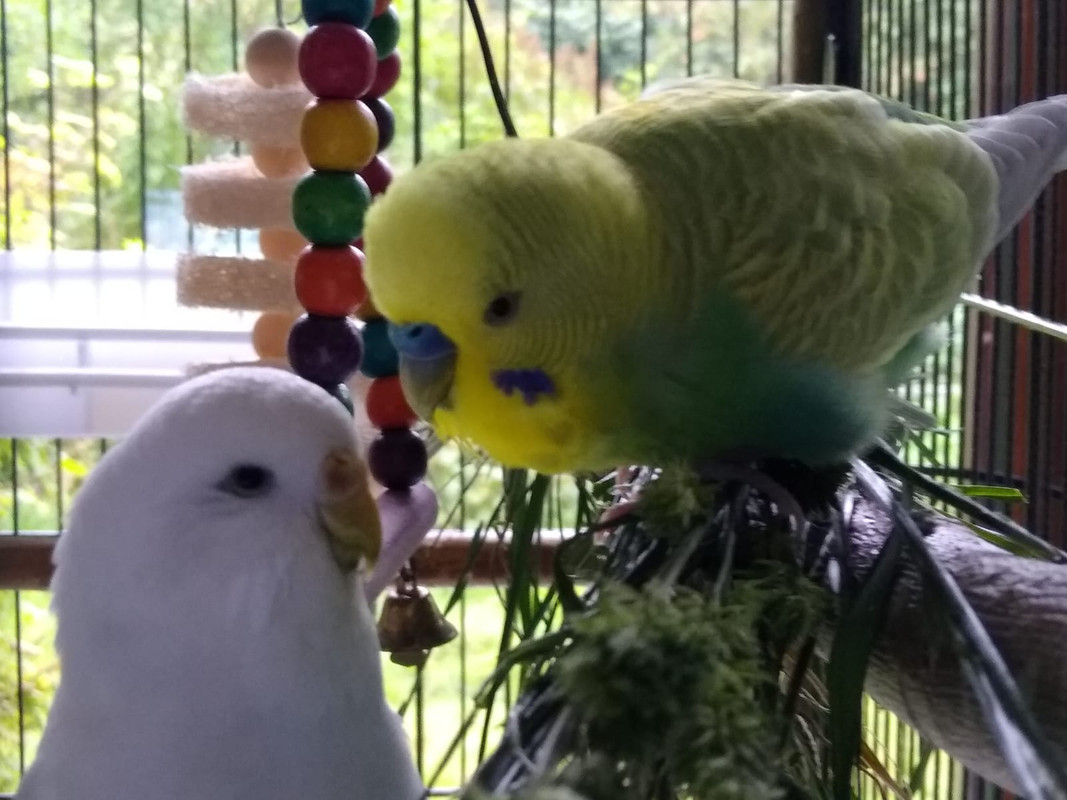 IMG 20241031 WA0026 — Postimages