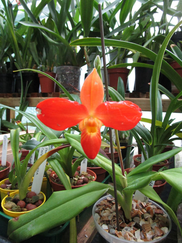 Two Phrag's | Slippertalk Orchid Forum