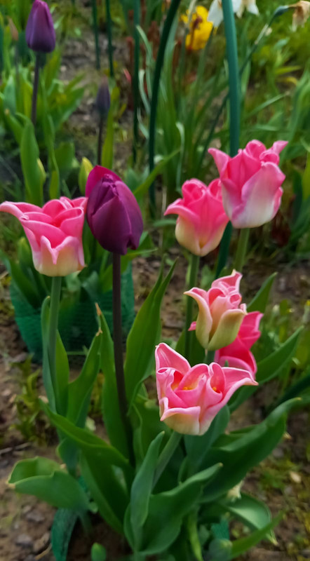 IMG 20240505 WA0044 — Postimages