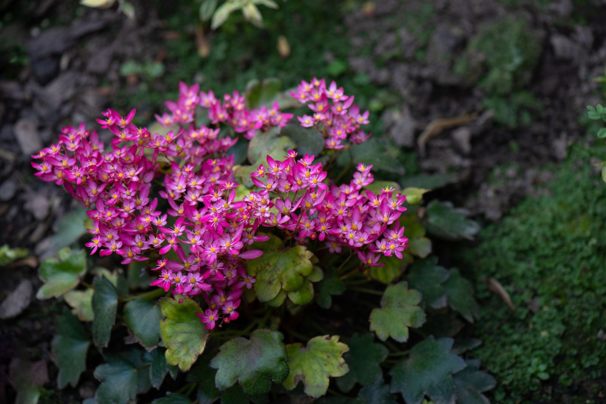 IMG 18d165b4e2426025accdd9a17d3410d9 V — Postimages