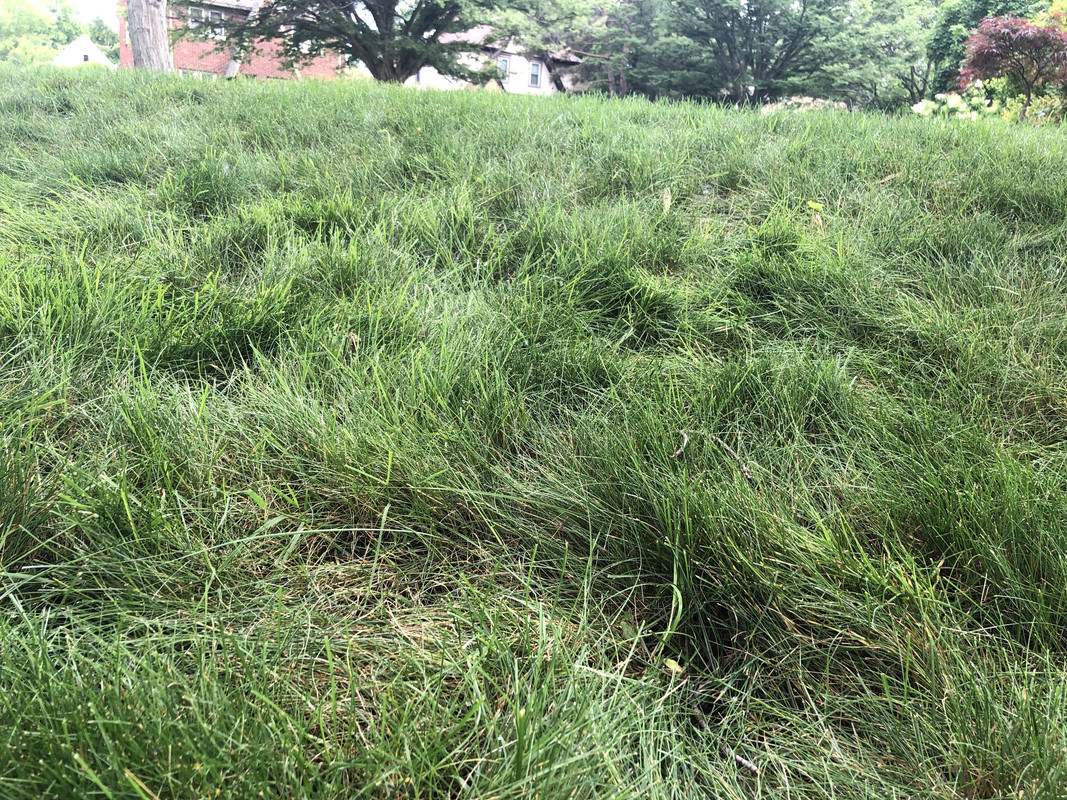 Wavey grass — Postimages