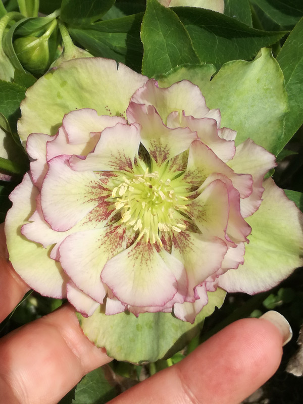 IMG 20190316 140007 — Postimages