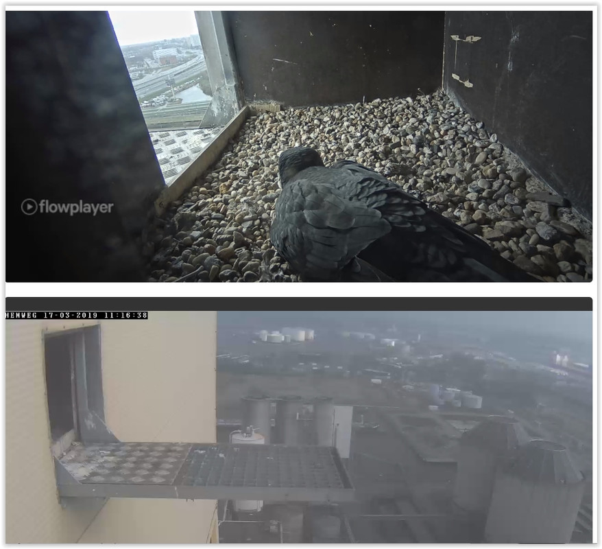 Screen Shot 03 17 19 at 11 17 AM — Postimages