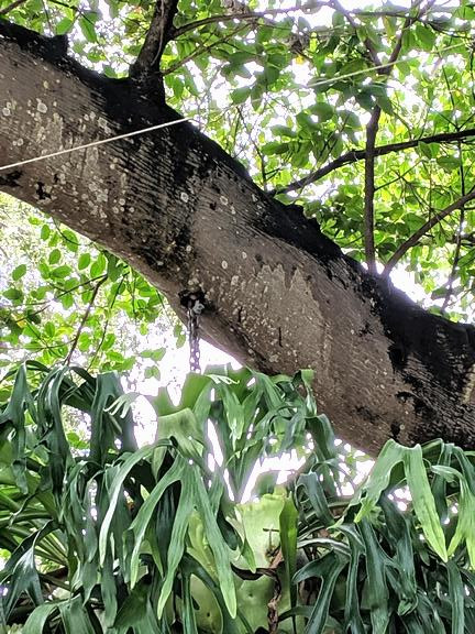 Best way to hang a heavy plant on a tree branch | DIY Home Improvement ...