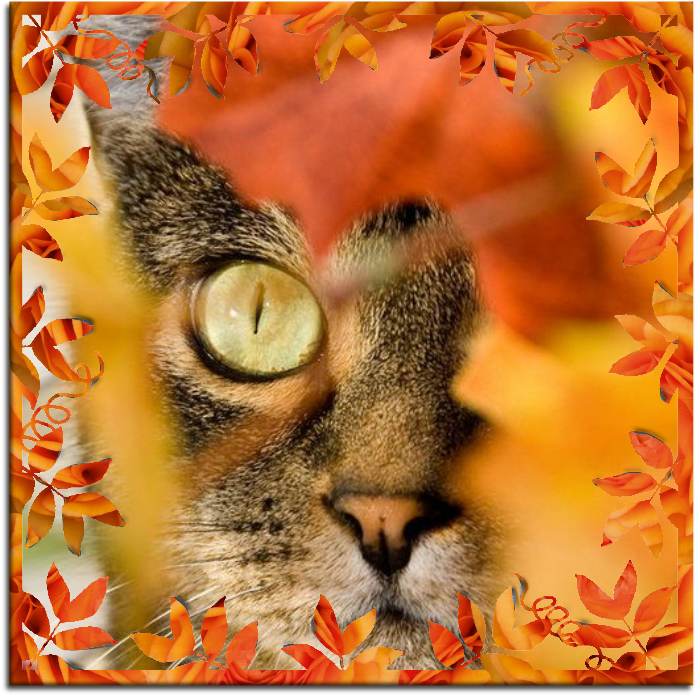 Fall up — Postimages