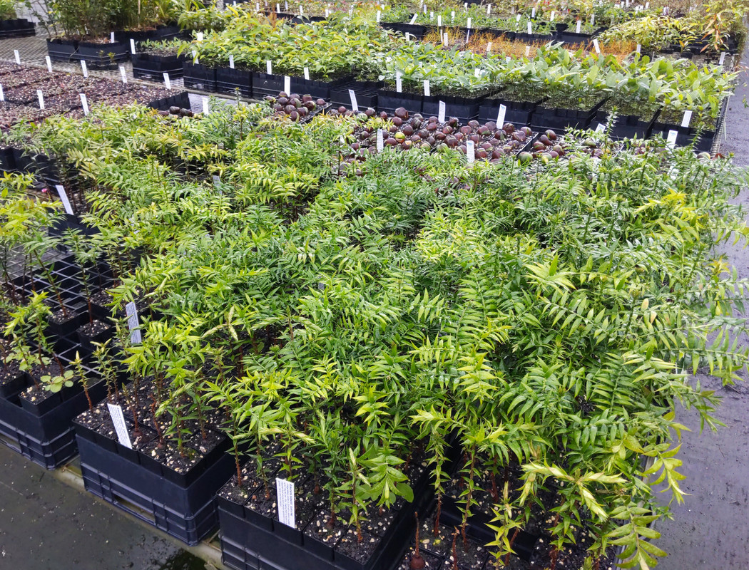 Commercial Bunya Tree, Araucaria bidwillii, Propagation in SE QLD (with ...