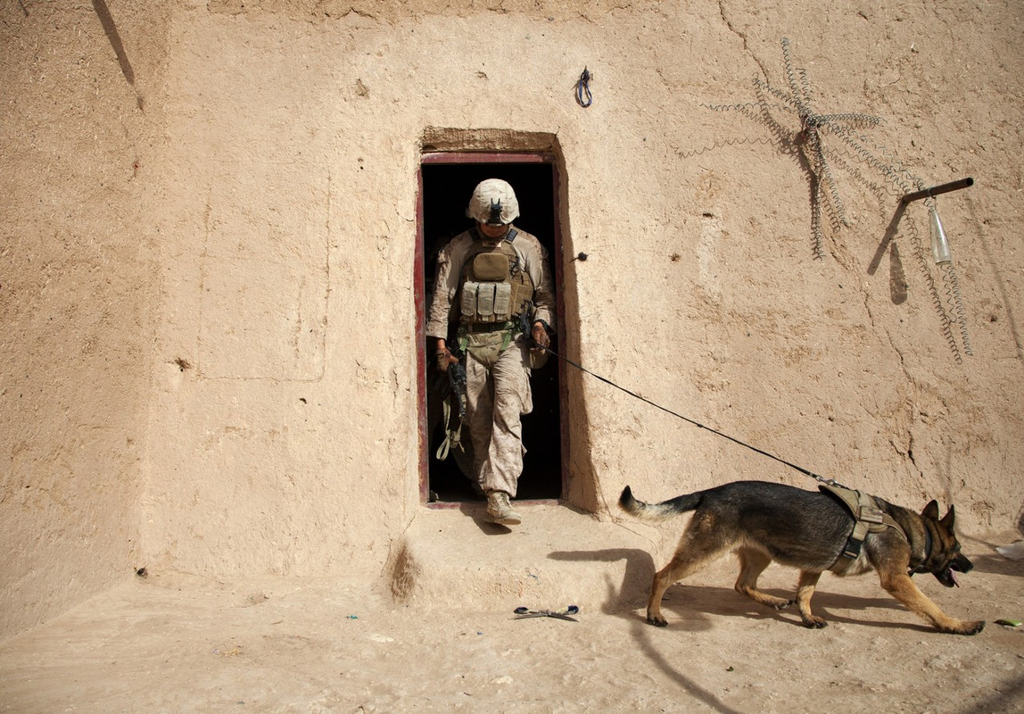 USMC K9 Marine Air Ground Task Force Crisis Response Central Co ...