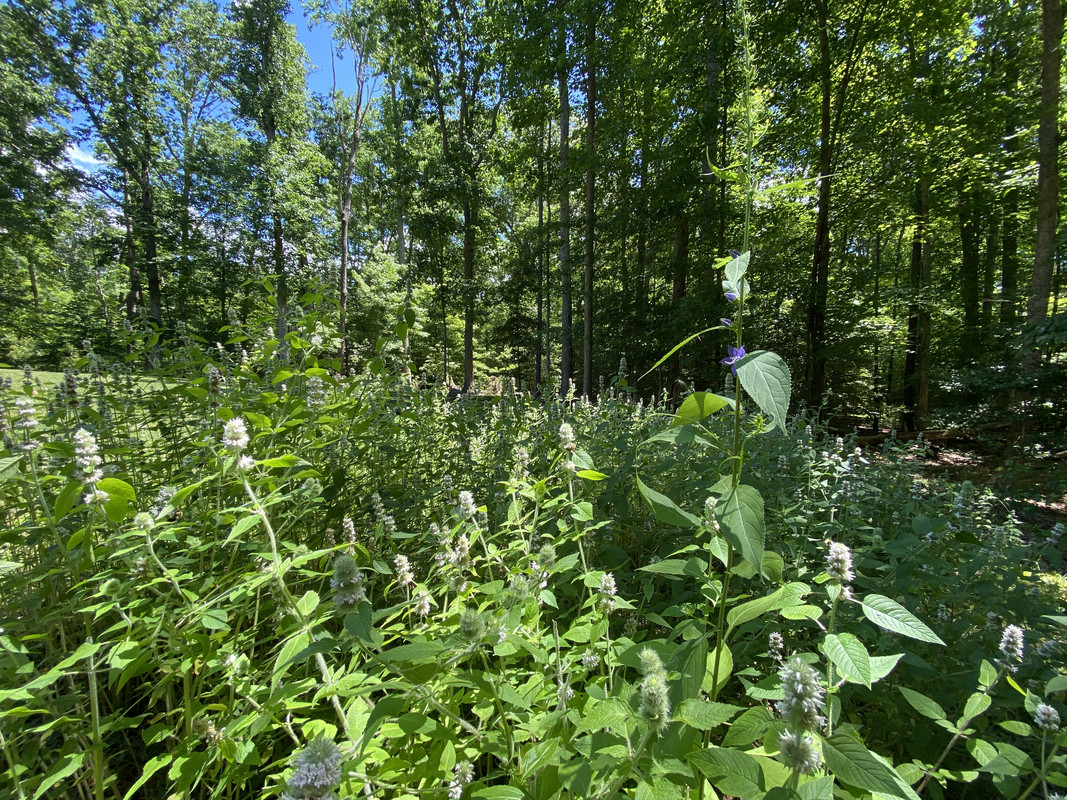 Img 4151 — Postimages