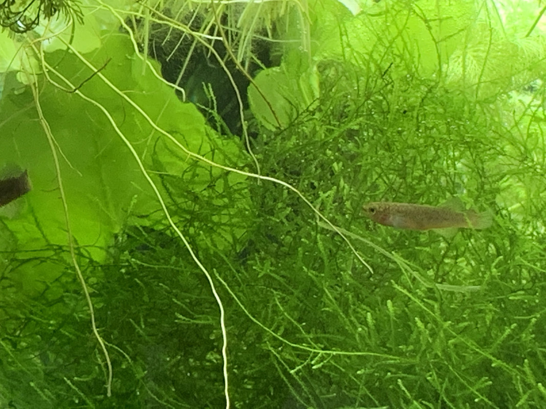 00 DA2 D93 365 F 4335 BC4 C 29558153886 A — Postimages