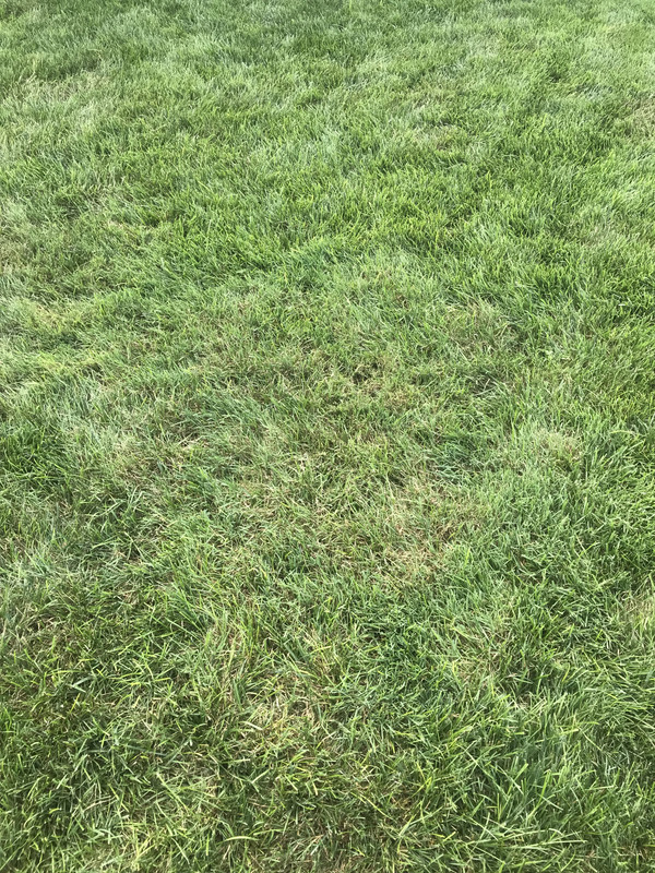 Bentgrass Reappeared What Now Lawn Care Forum