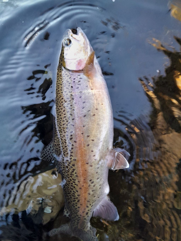 cantera fish — Postimages