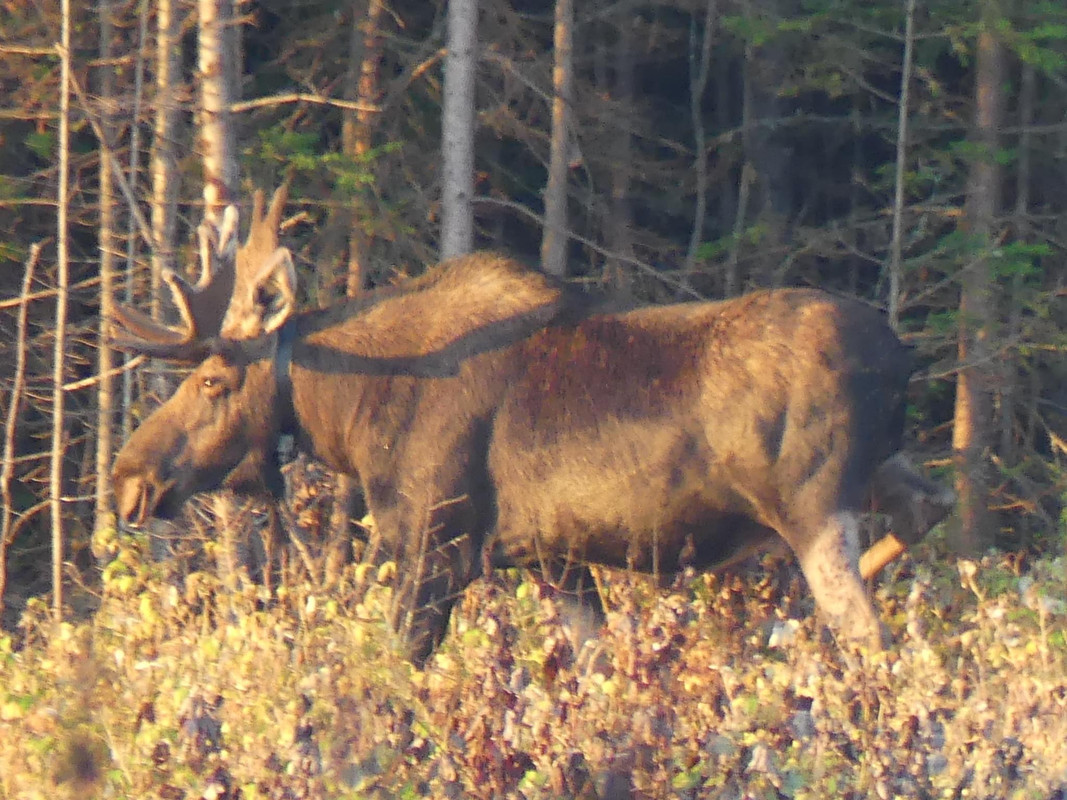 IMG 2395 — Postimages