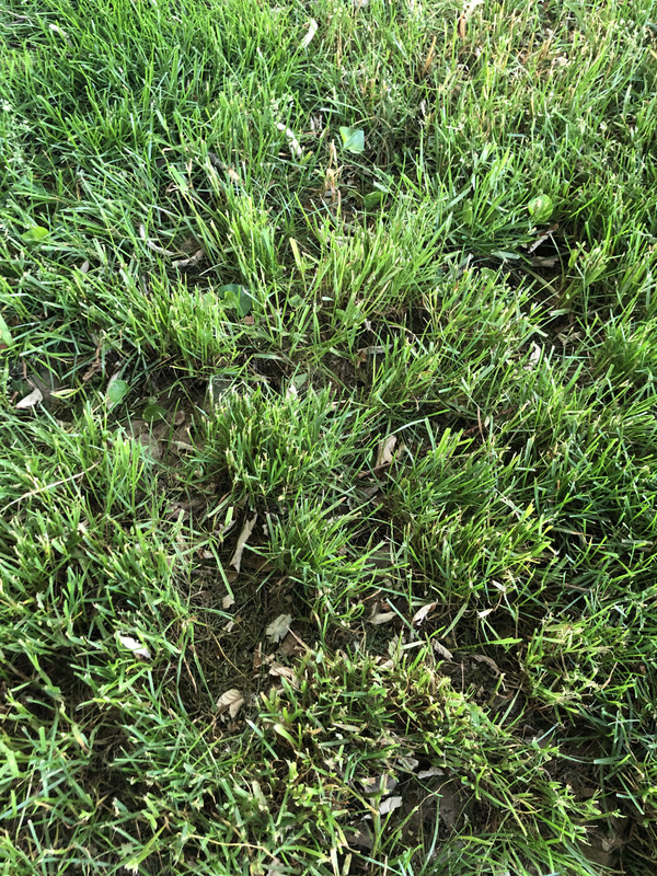 Stalky Perennial Ryegrass | Lawn Care Forum