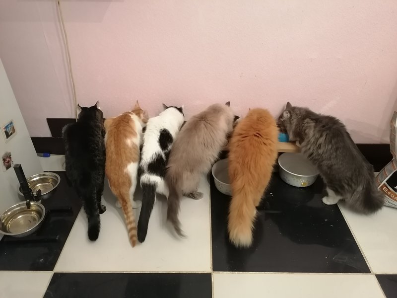 Ru_Cats — LiveJournal