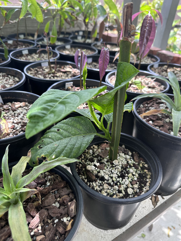 IMG 0785 — Postimages