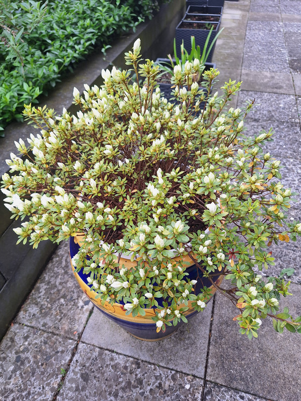 20240412 091335 — Postimages