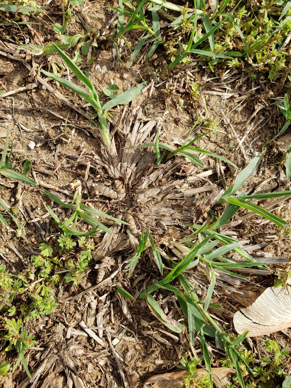 weed 3 2 — Postimages