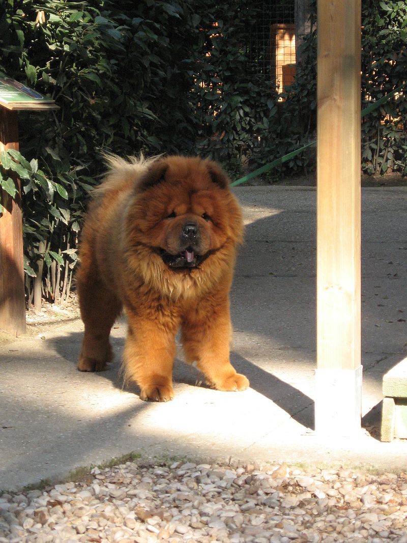 Chow Chow, front — Postimages