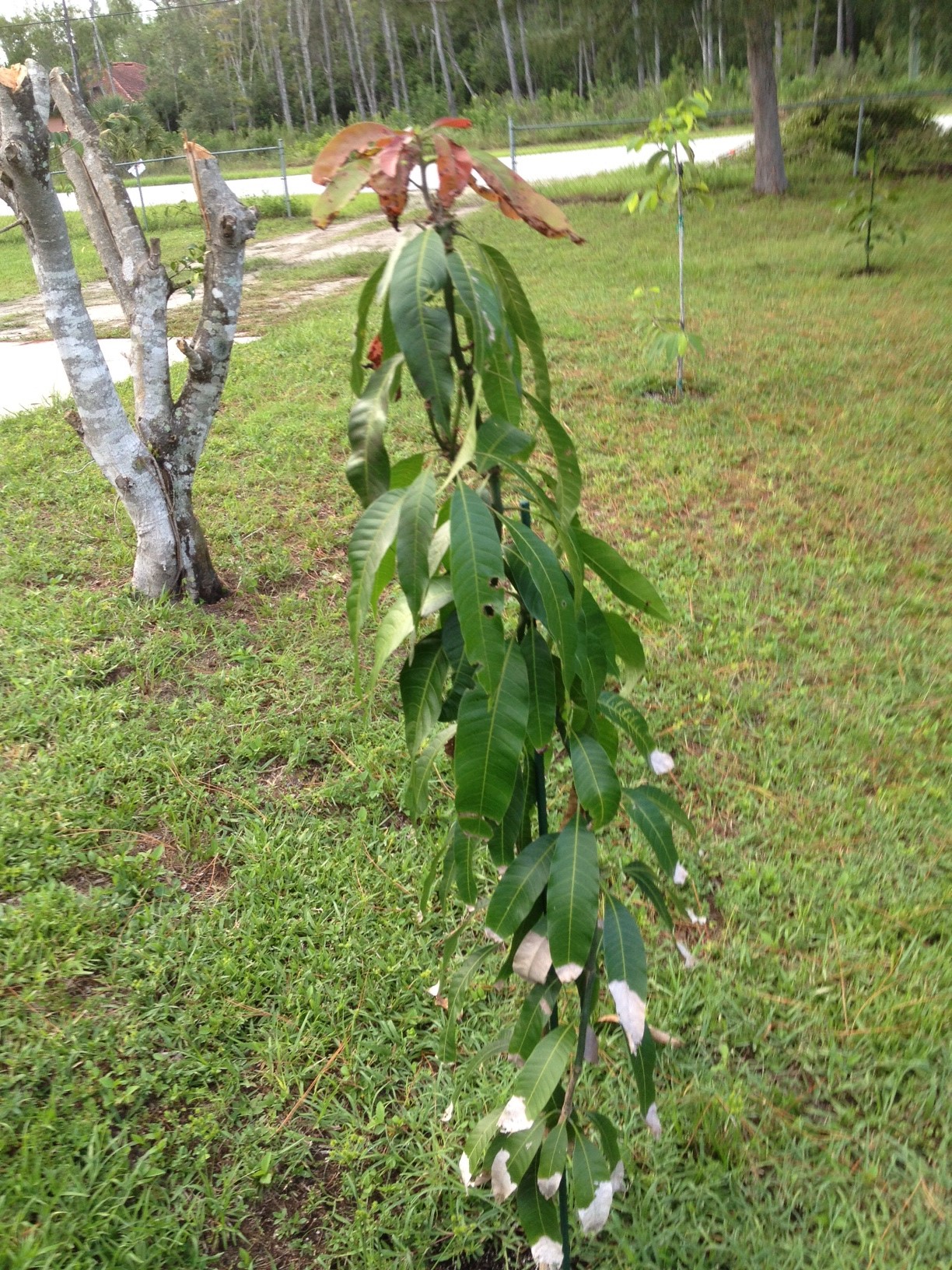 Mango2 — Postimages