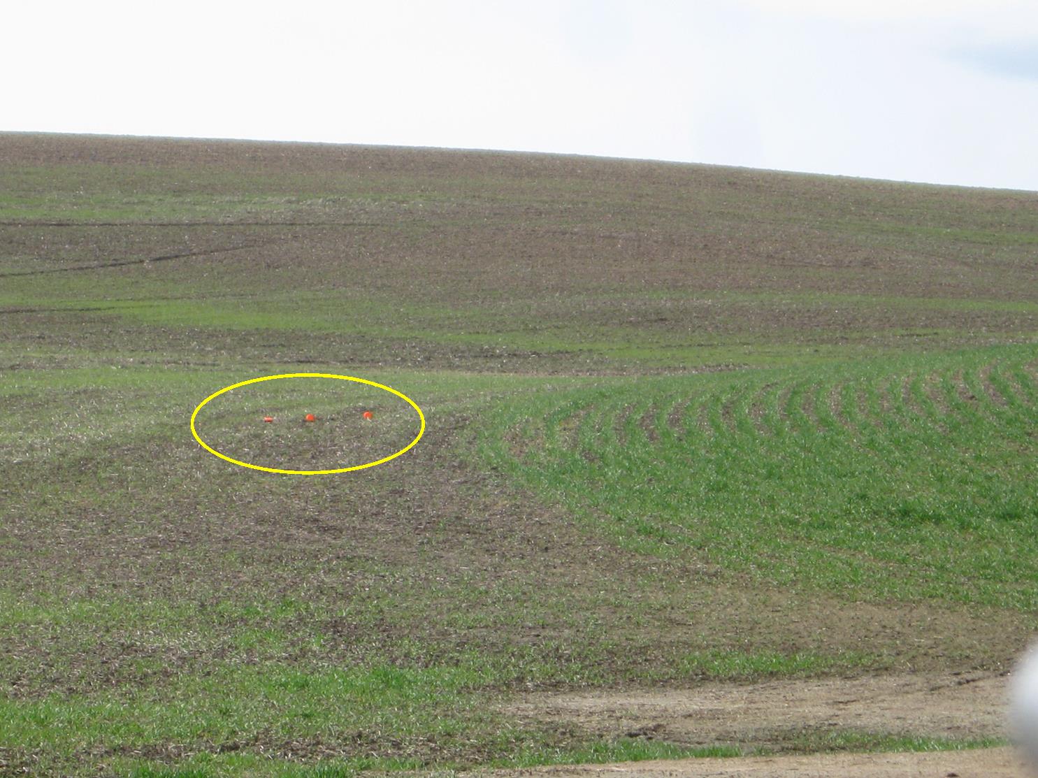 100 yd Birds — Postimages