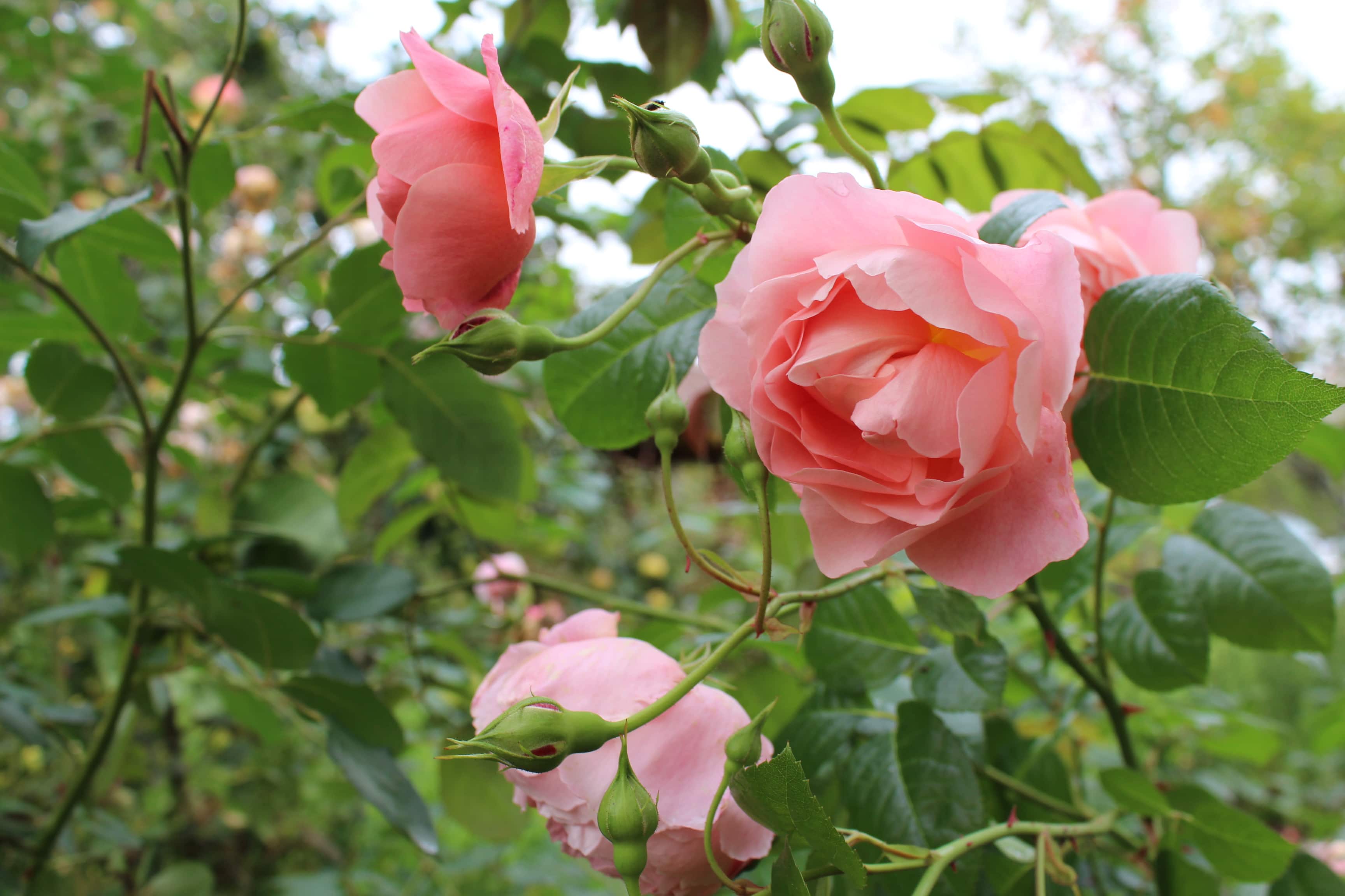 IMG 5113 — Postimages