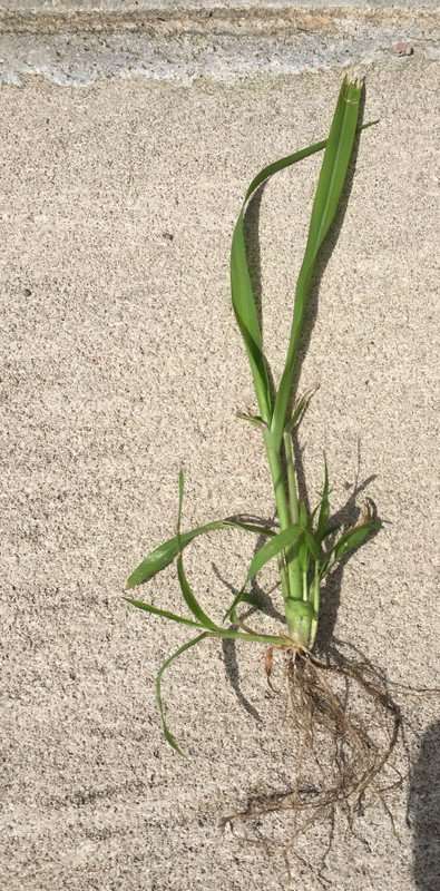 Neon Green Grass Blades... | Lawn Care Forum