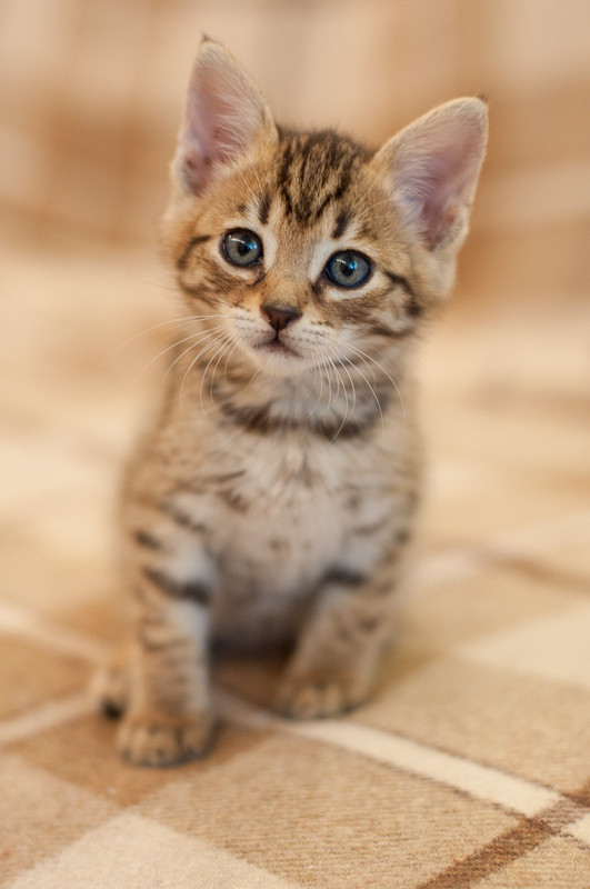 cat 149 — Postimages