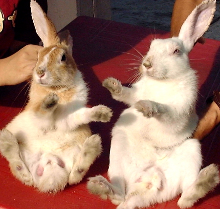 JUST PULL OUT – The Burning Platform