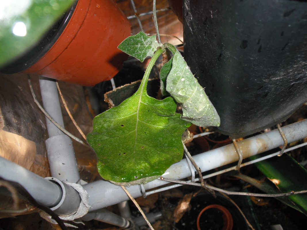 Solanum robustum — Postimages